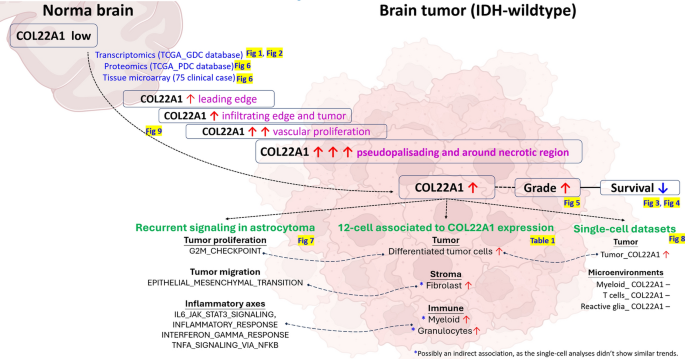 COL22A1 expression identifies aggressive glioma and independently ...