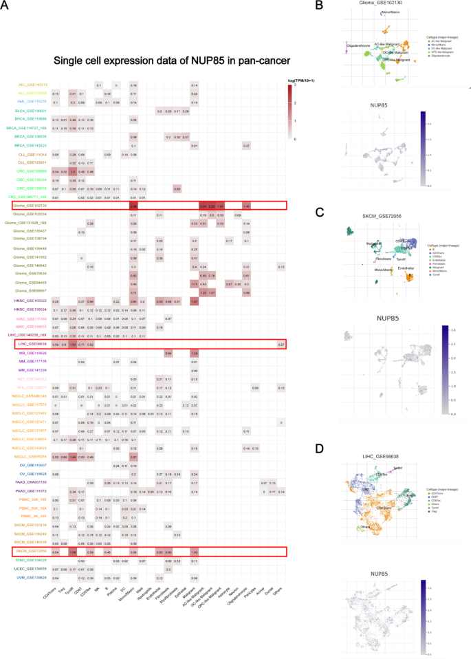Comprehensive pan-cancer evaluation of NUP85 prognosis, immune ...