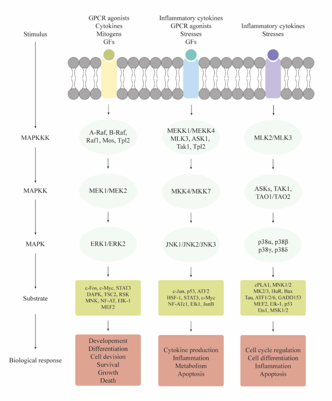 Non-coding RNAs-mediated regulation of the MAPK pathway in gastric ...
