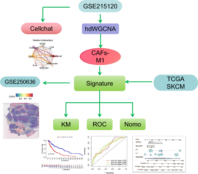 Exploration of the roles of CAFs in melanoma based on single-cell ...
