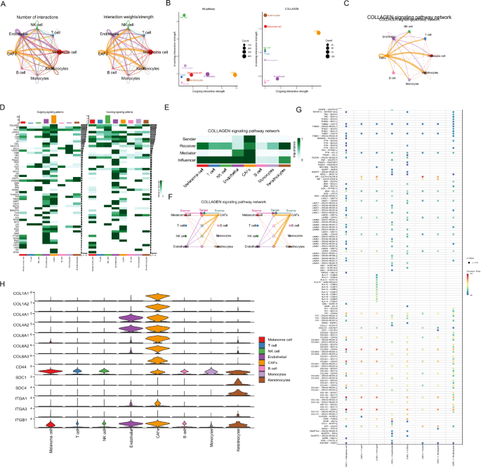 Exploration of the roles of CAFs in melanoma based on single-cell ...