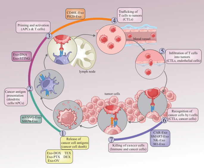 Role of exosomes in cancer: from diagnosis to therapy | Discover ...