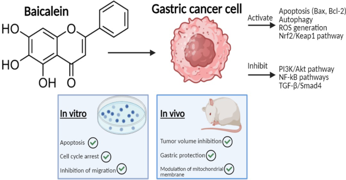 Therapeutic effects and mechanisms of action of Baicalein on stomach ...