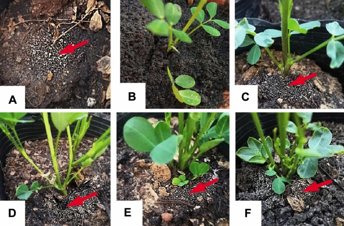 Characteristics on growth, development, and inheritance of 42 kDa ...