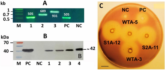 Characteristics on growth, development, and inheritance of 42 kDa ...