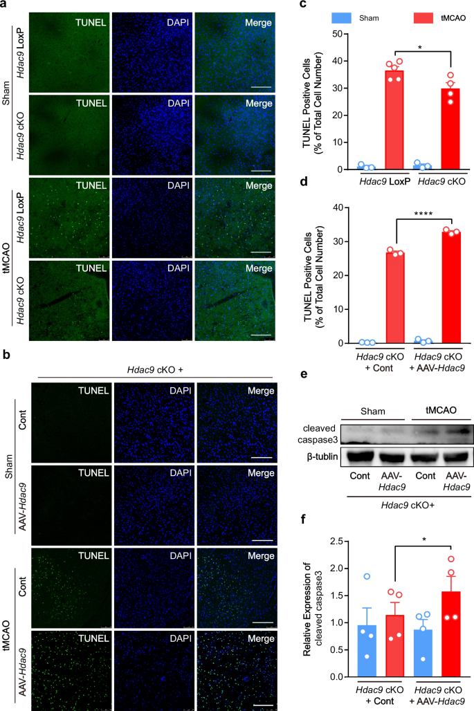HDAC9 Deficiency Upregulates cGMP-dependent Kinase II to Mitigate ...