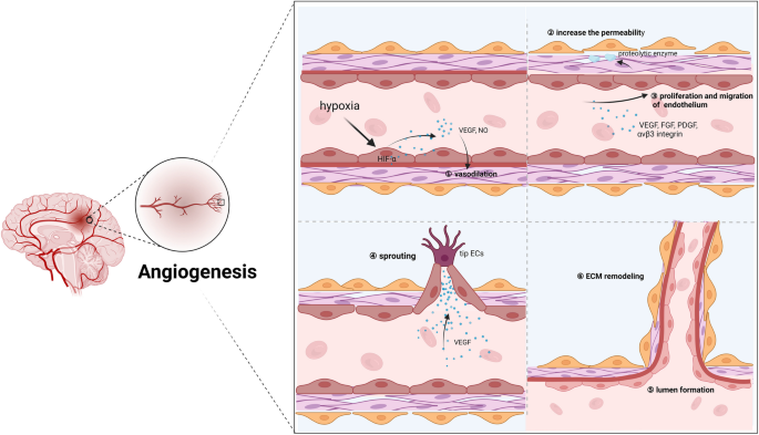 Integrated Strategies for Targeting Arteriogenesis and Angiogenesis ...