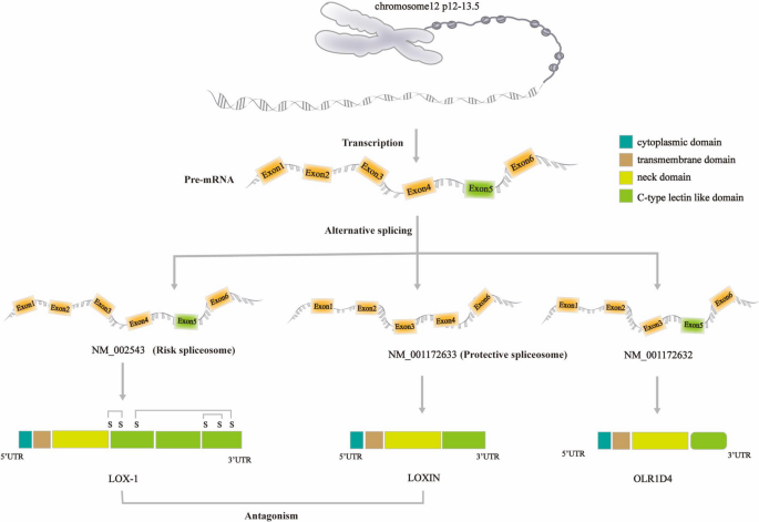 Lectin-Like Oxidized Low-Density Lipoprotein Receptor-1 (LOX-1): A ...