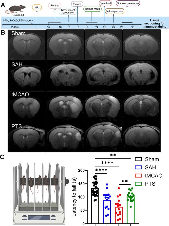 Differential Effects of Murine Stroke Models on Dopaminergic Neurons ...