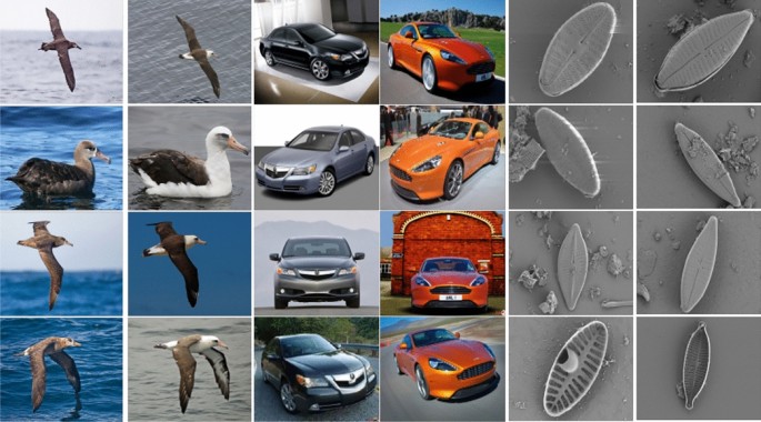 SGC-Net: an effective fine-grained visual classification framework via ...