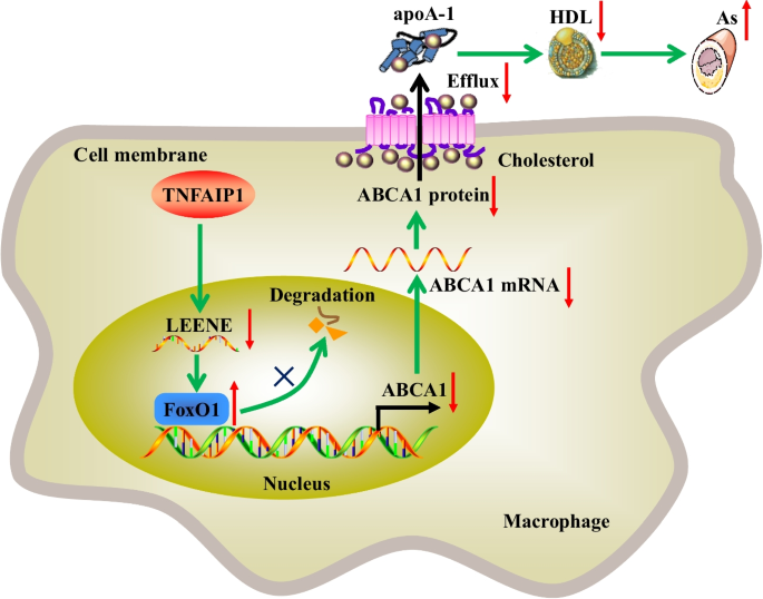 TNFAIP1 promotes macrophage lipid accumulation and accelerates the ...