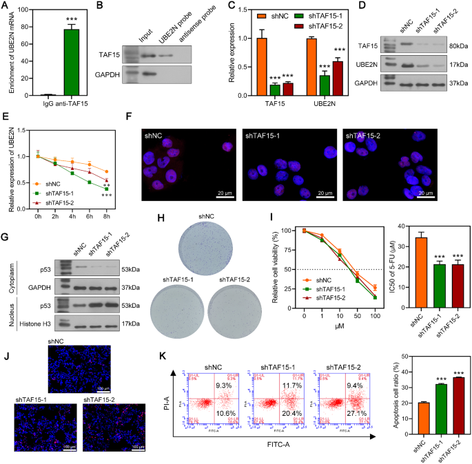 TAF15 inhibits p53 nucleus translocation and promotes HCC cell 5-FU ...