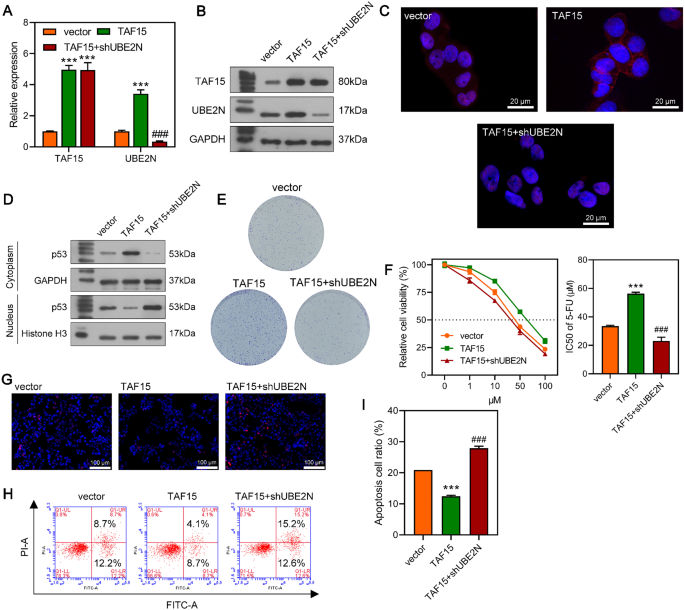 TAF15 inhibits p53 nucleus translocation and promotes HCC cell 5-FU ...
