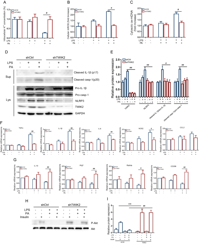 The TWIK2-mtDNA-NLRP3 inflammasome signaling in hepatic macrophages ...