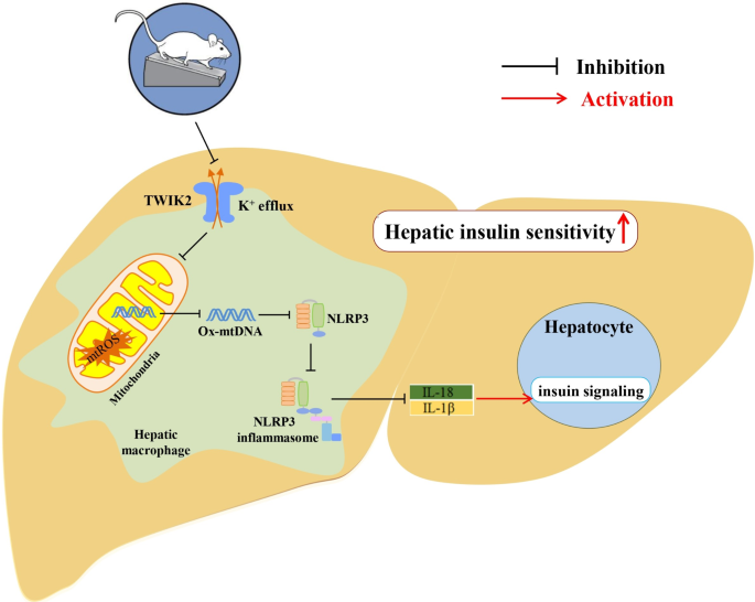 The TWIK2-mtDNA-NLRP3 inflammasome signaling in hepatic macrophages ...