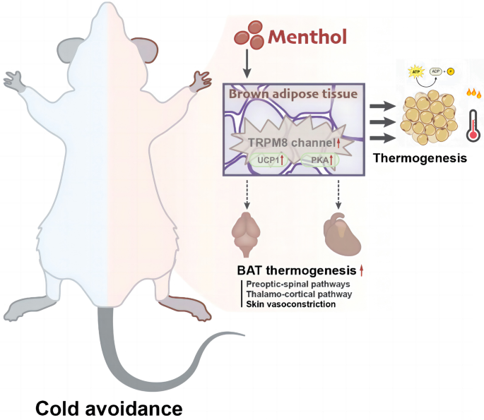 TRPM8-driven thermogenesis by menthol: mechanisms of cold injury ...