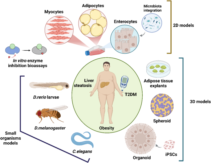 Preclinical research in obesity-associated metabolic diseases using in ...