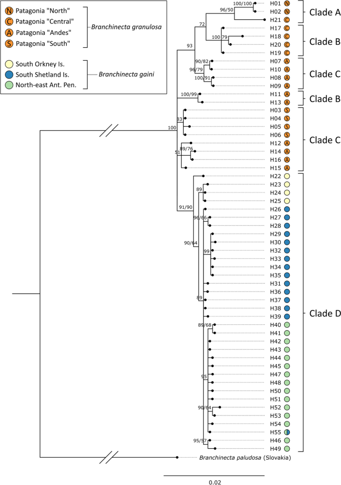 South! Phylogeography of the Antarctic fairy shrimp Branchinecta gaini ...