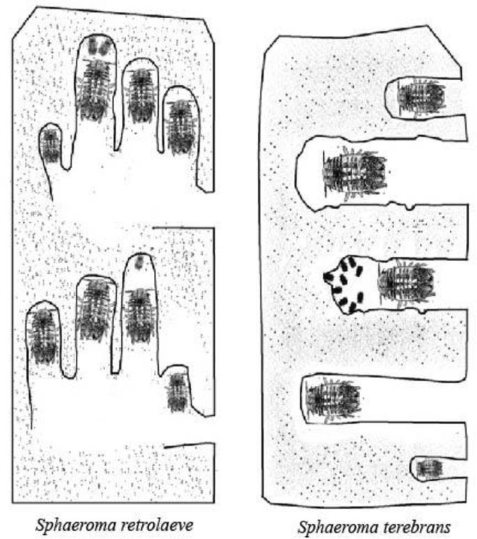 Causes of Sphaeroma Outbreak in Mangroves of Dongzhai Harbor, China ...
