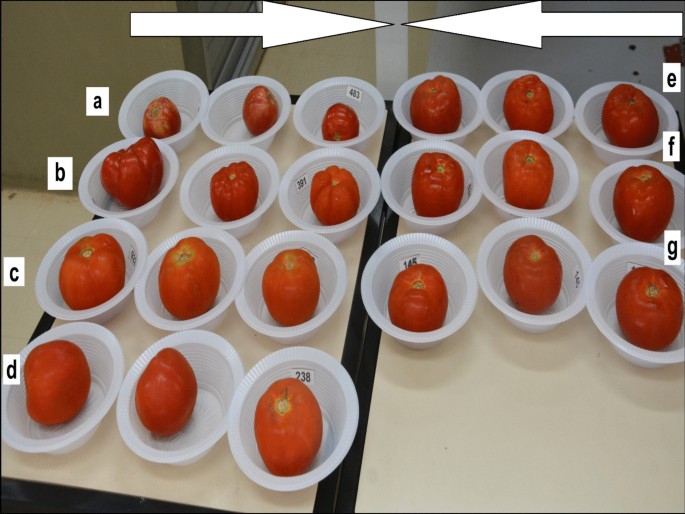 Sensory ideotype: selection of tomato genotypes for organic production ...