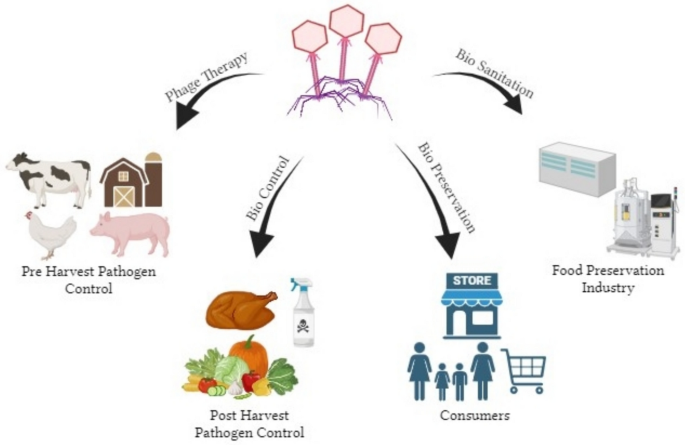An insight into the applications of bacteriophages against food-borne ...