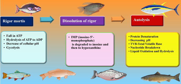 Instrumental detection of fish freshness in research and food industry ...