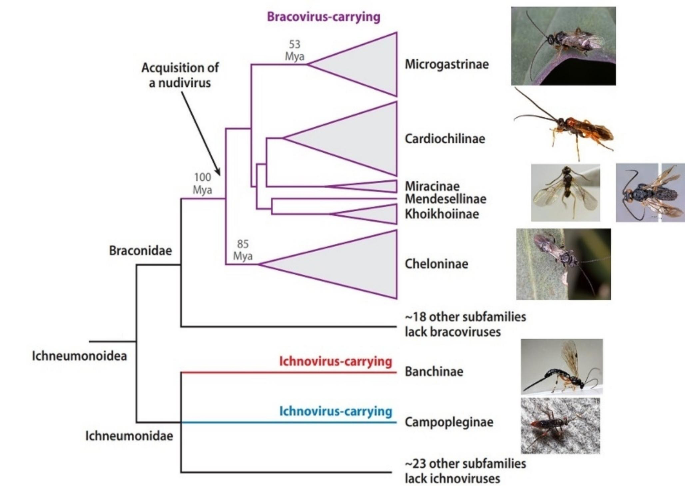 Microbial symbionts of hymenopteran parasitoids: an effective tool for ...