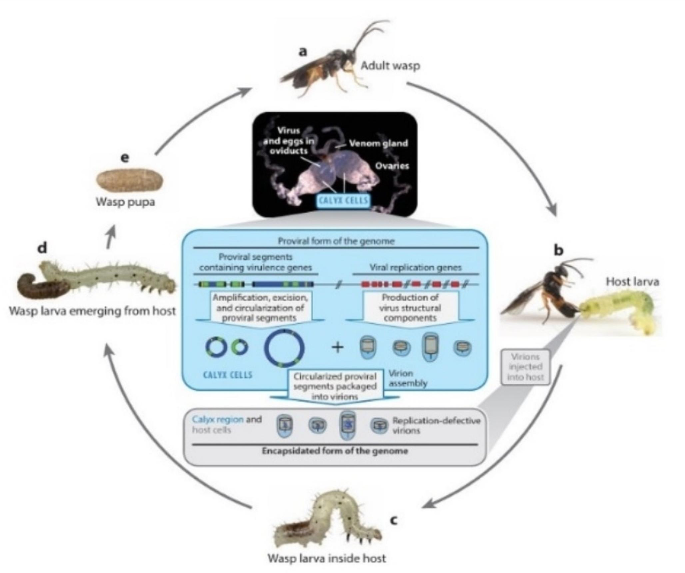Microbial symbionts of hymenopteran parasitoids: an effective tool for ...
