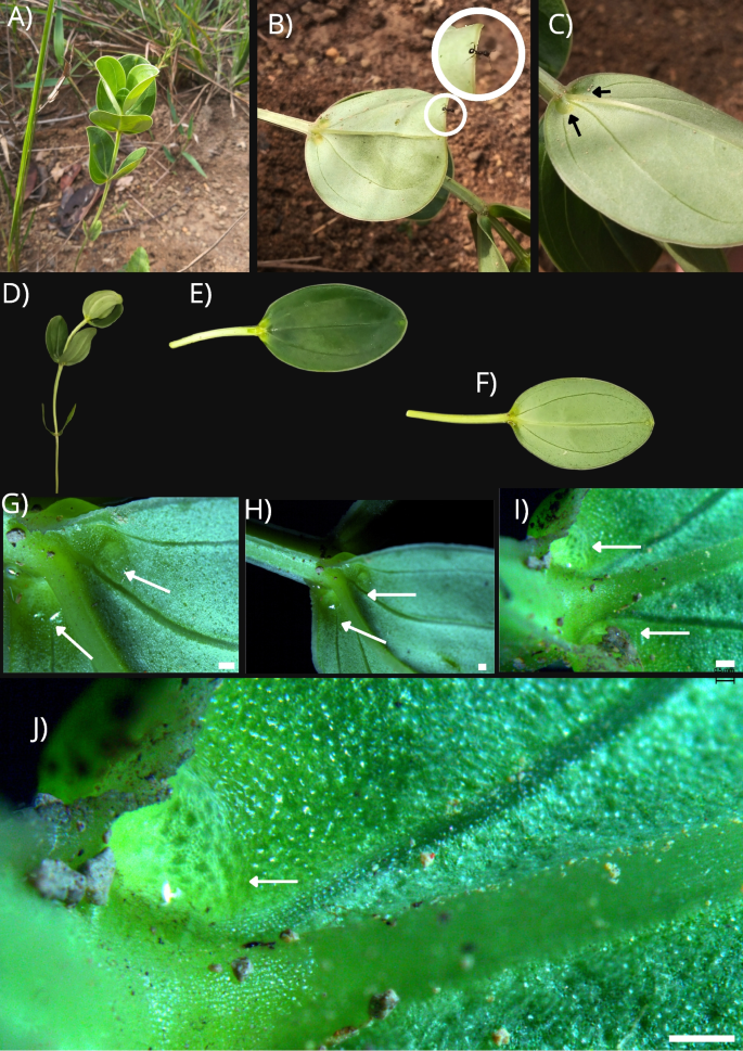 Microbial communities associated with extrafloral nectaries of ...