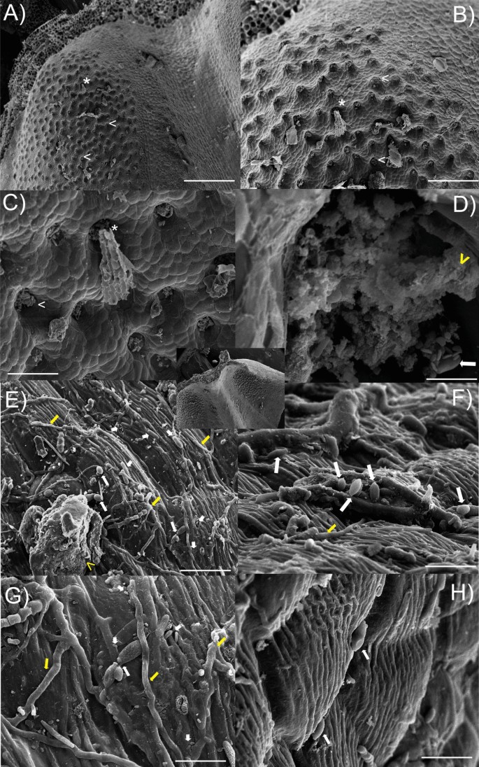 Microbial communities associated with extrafloral nectaries of ...