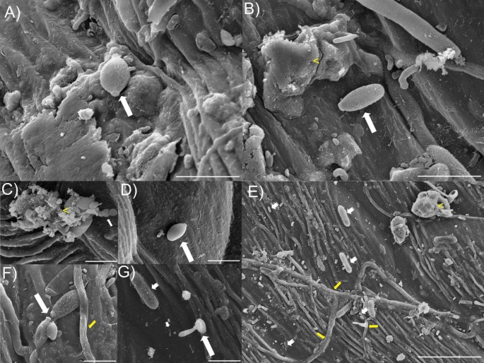 Microbial communities associated with extrafloral nectaries of ...