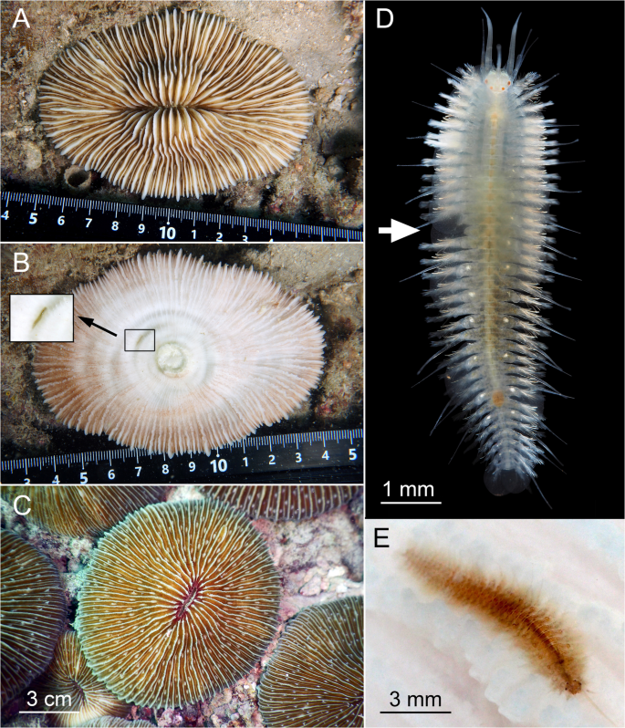 The first record of symbiosis between a new species of scaleworm ...