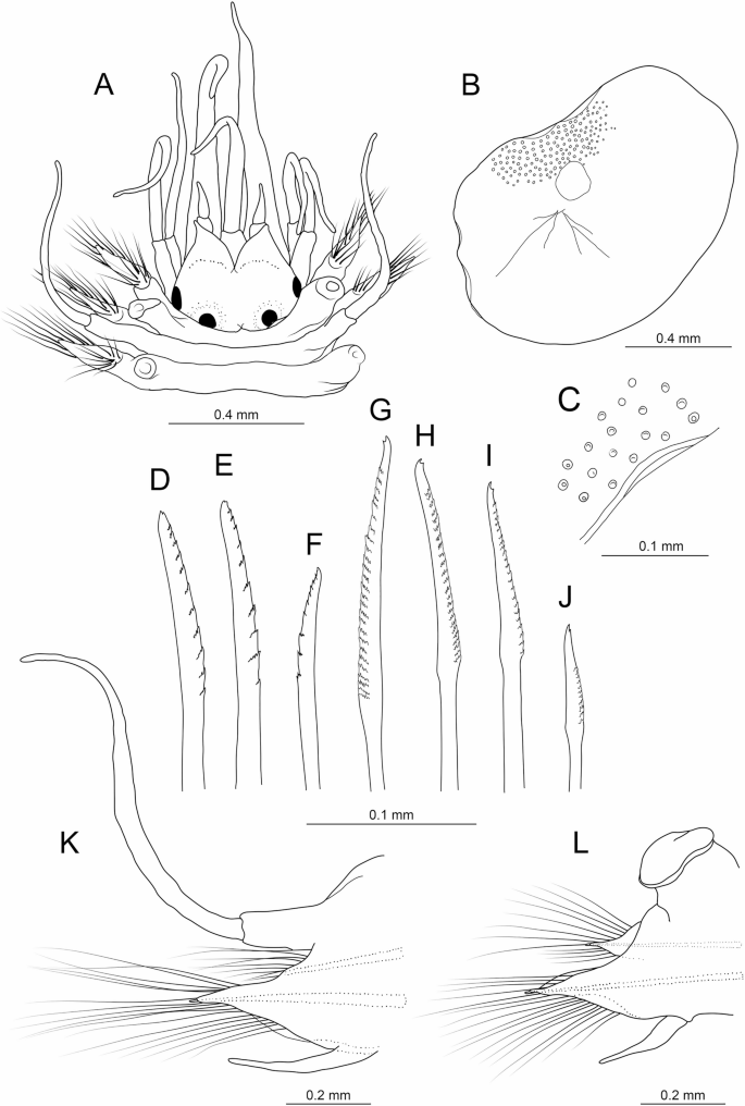 The first record of symbiosis between a new species of scaleworm ...