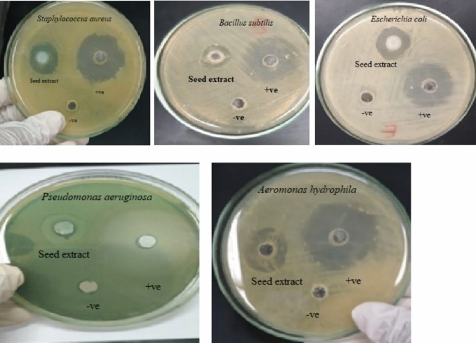 Evaluation of Moringa oleifera seeds as a natural solution in comparison to alum for combatting ...
