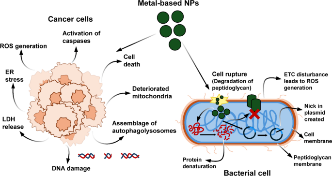 Perspectives and state-of-the-art use of metal-derived, porous ...