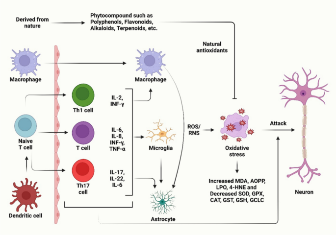 Multiple sclerosis: a comprehensive review of pathophysiology and ...