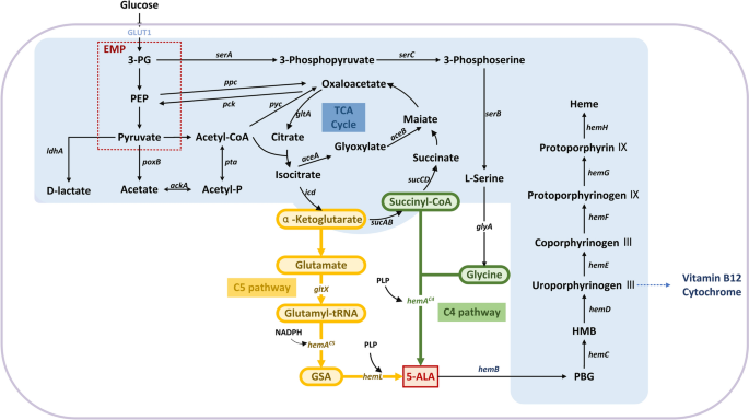 Recent advances in microbial production of 5-aminolevulinic acid by ...