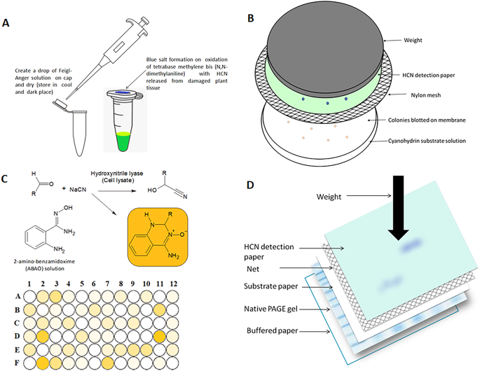 Recent advances in hydroxynitrile lyase discovery, evolutionary history ...