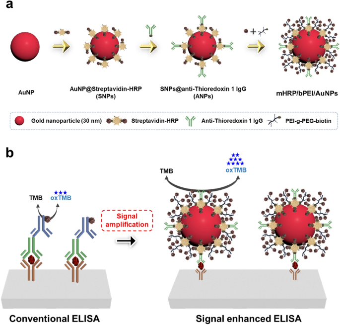 Development of Multi-HRP-Conjugated Branched PEI/Antibody ...