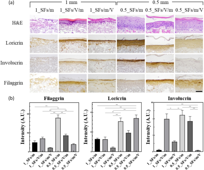 Fabrication of a Contraction-Free Full-Thickness Human Skin Equivalent ...