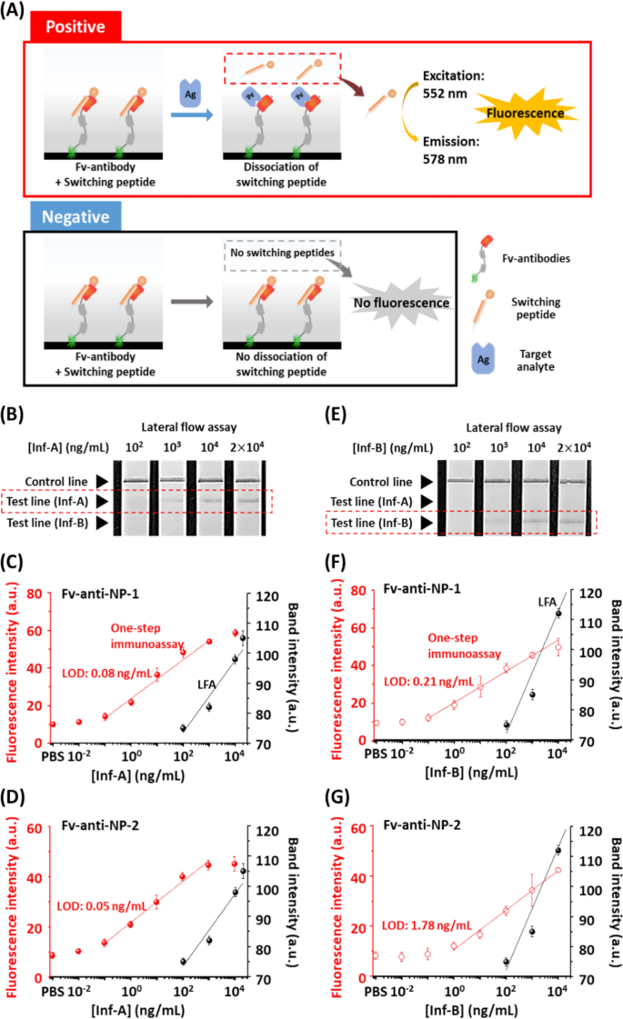 One-Step Immunoassay of Influenza Virus Using Screened Fv-Antibodies ...