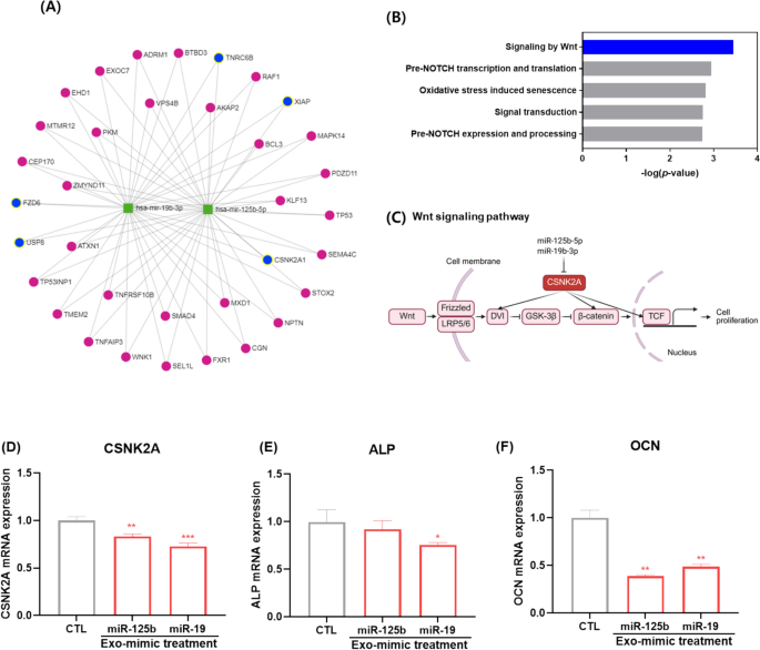 Microfluidic ExoBONE Assay for Predicting Bone Mineral Density ...