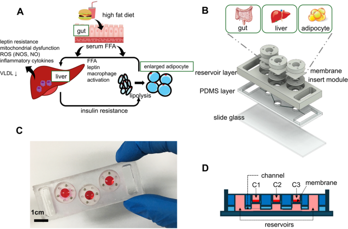 Gut–Liver–Adipose (GLA) Modular Multi-Organ Chip for Disease Model of ...
