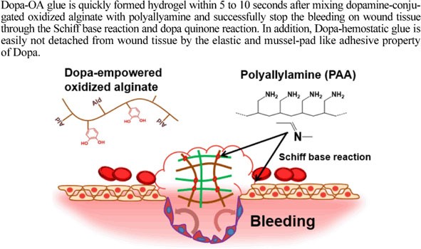 Dopa-Empowered Schiff Base Forming Alginate Hydrogel Glue for Rapid ...
