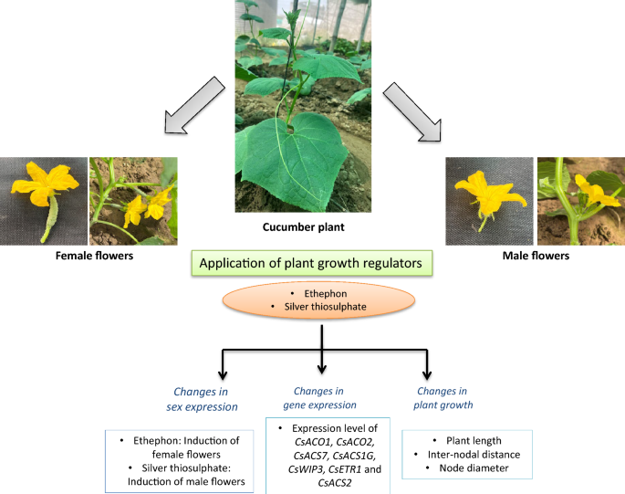 Effect of foliar application of plant growth regulators on expression ...