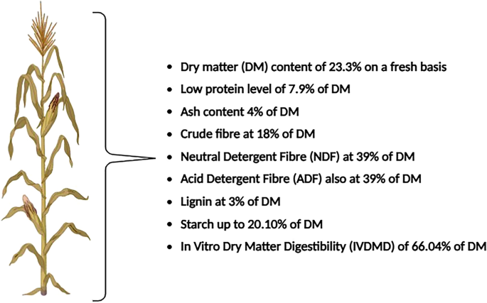 Genetic approaches to enhance fodder traits in maize: progress and ...