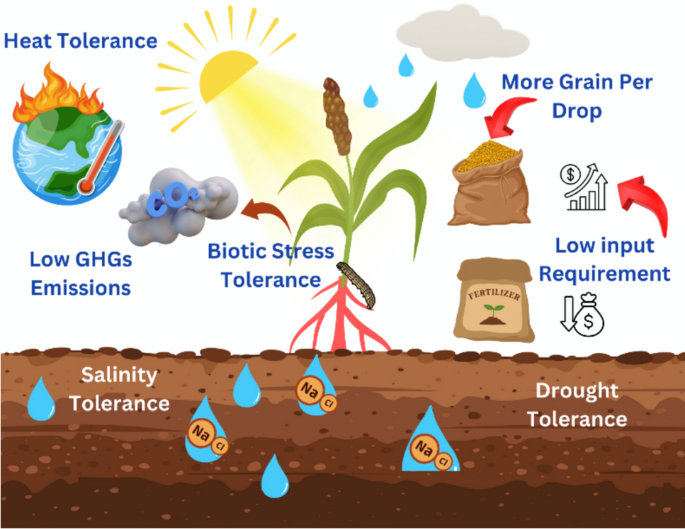 The role of millets in climate-resilient agriculture for conserving ...