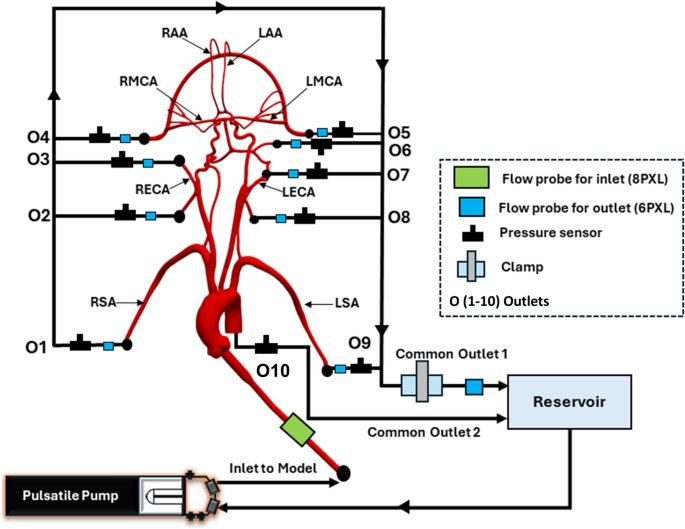 Computational Modeling of Flow in an in Vitro Cerebrovascular Model ...