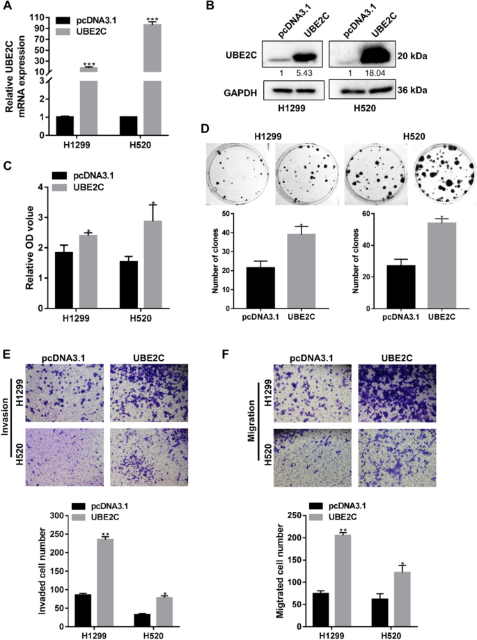 UBE2C regulating the lung carcinoma progression via inhibiting ...