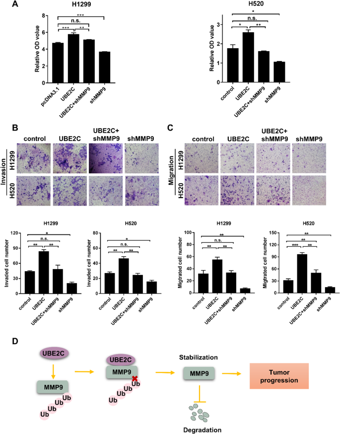 UBE2C regulating the lung carcinoma progression via inhibiting ...